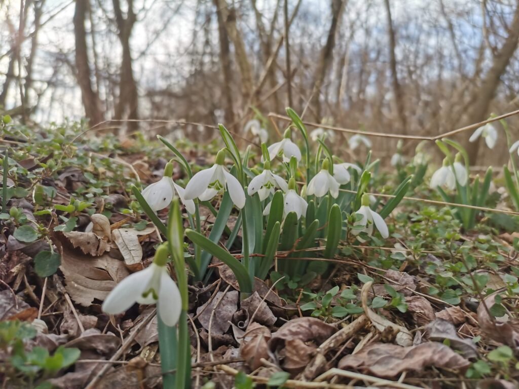 Nova volonterska akcija: Vidi! Visibaba! - Reporter HR